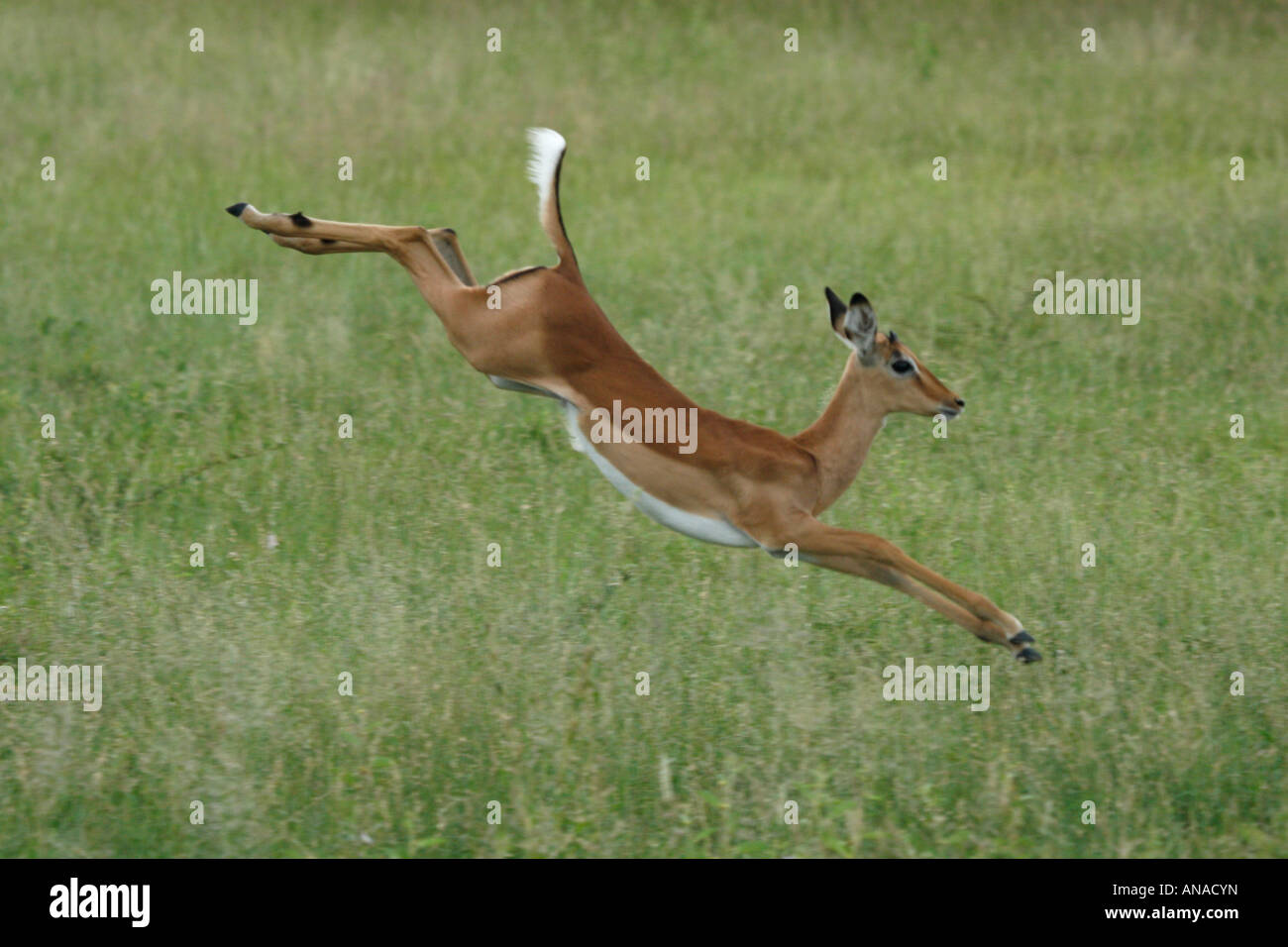 Impala leaping through grassland with legs outstretched Stock Photo - Alamy