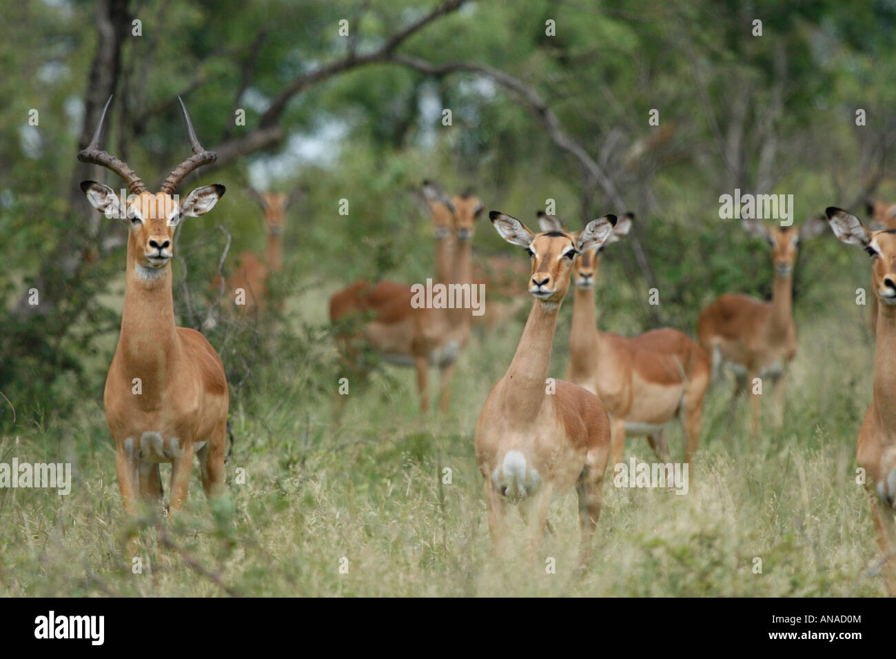 Impala herd in densely wooded area looking alert Stock Photo - Alamy