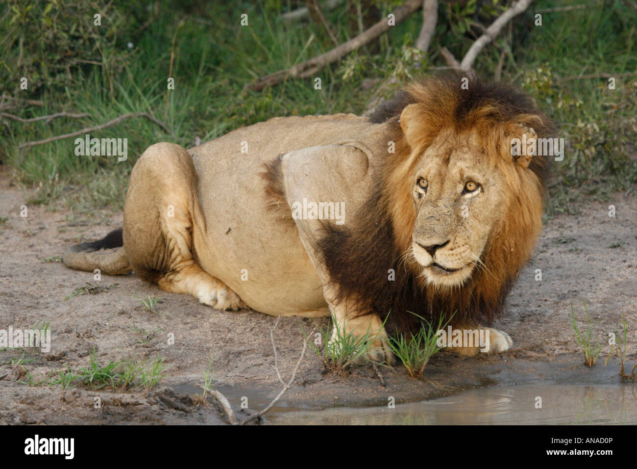 Male lion crouching next waterhole hi-res stock photography and images ...