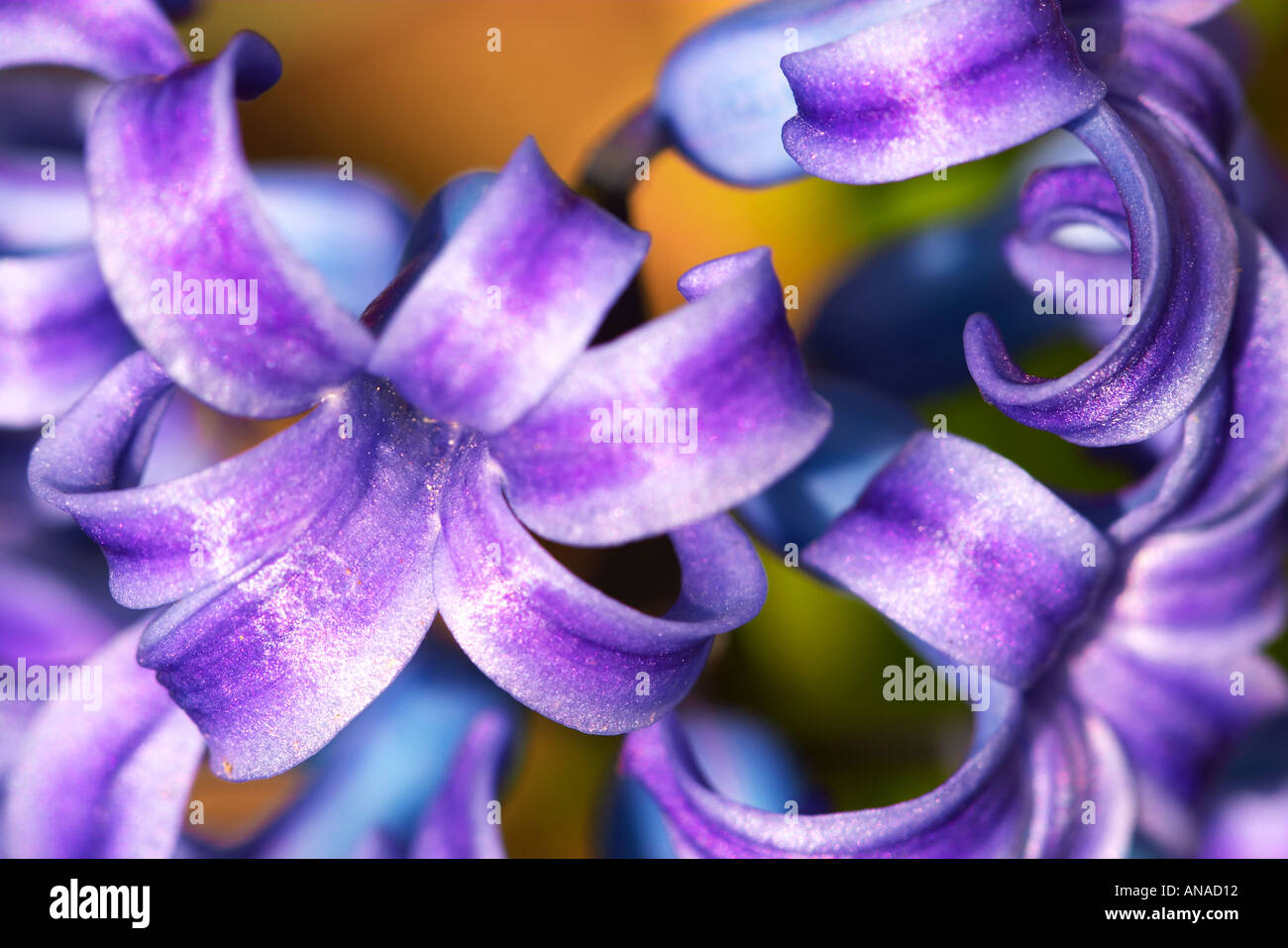Double hyacinth hi-res stock photography and images - Alamy
