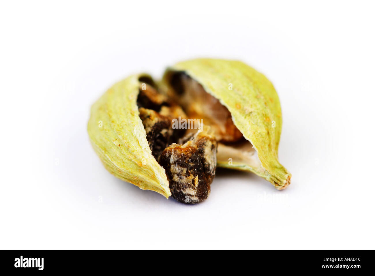 Cardamom pod split open on high key white background Stock Photo - Alamy