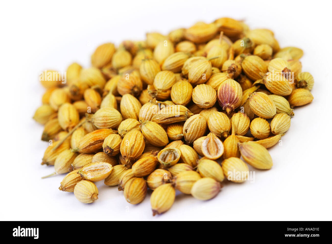 Coriander seeds on high key white background Stock Photo - Alamy