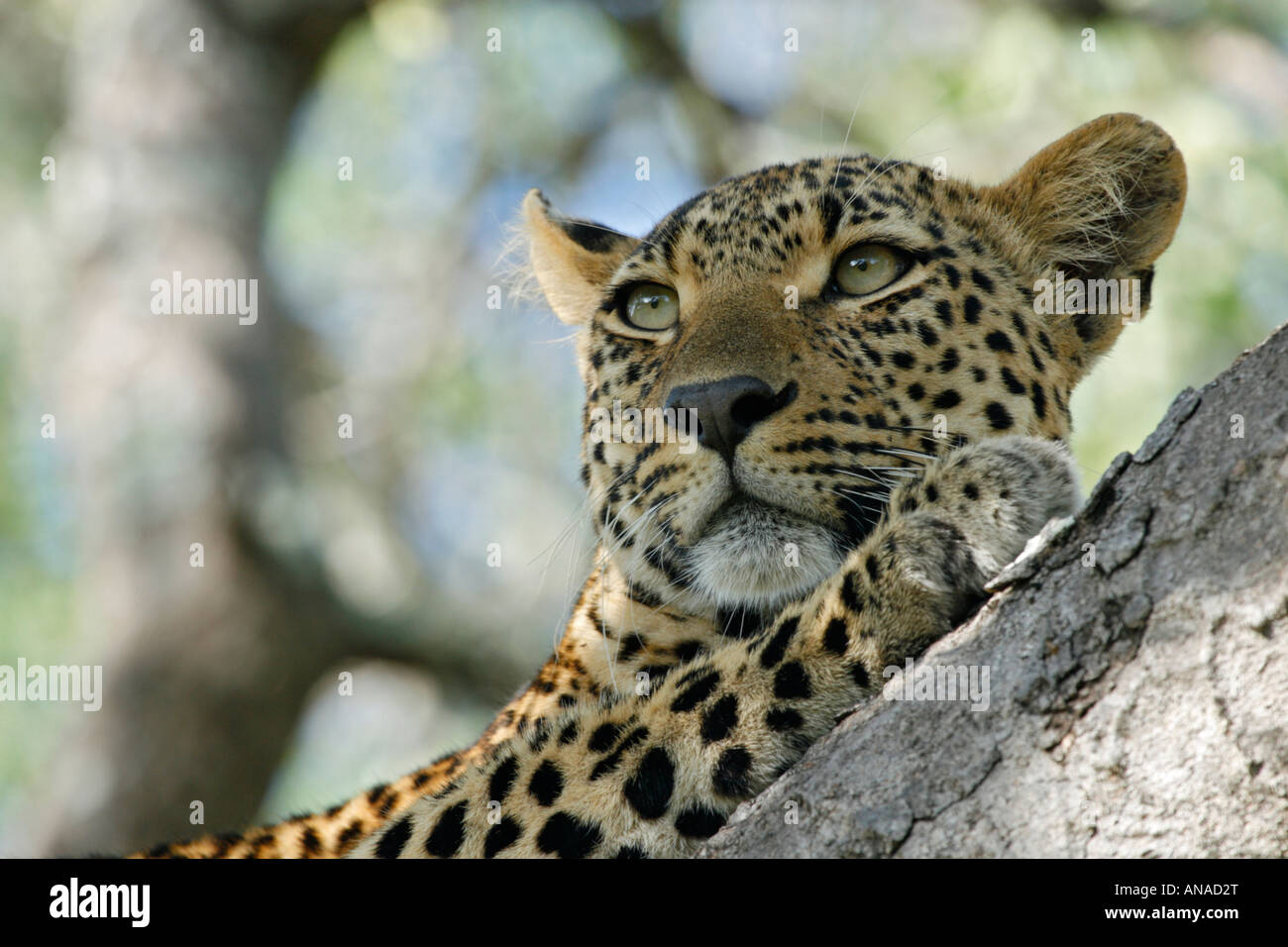 Portrait of Leopard resting in a tree Stock Photo - Alamy