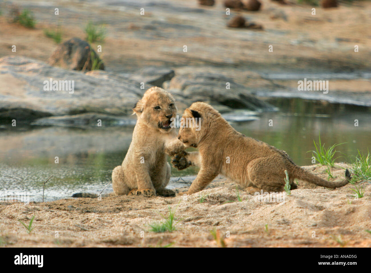 Lion cubs play fighting at the edge of a stream Stock Photo - Alamy