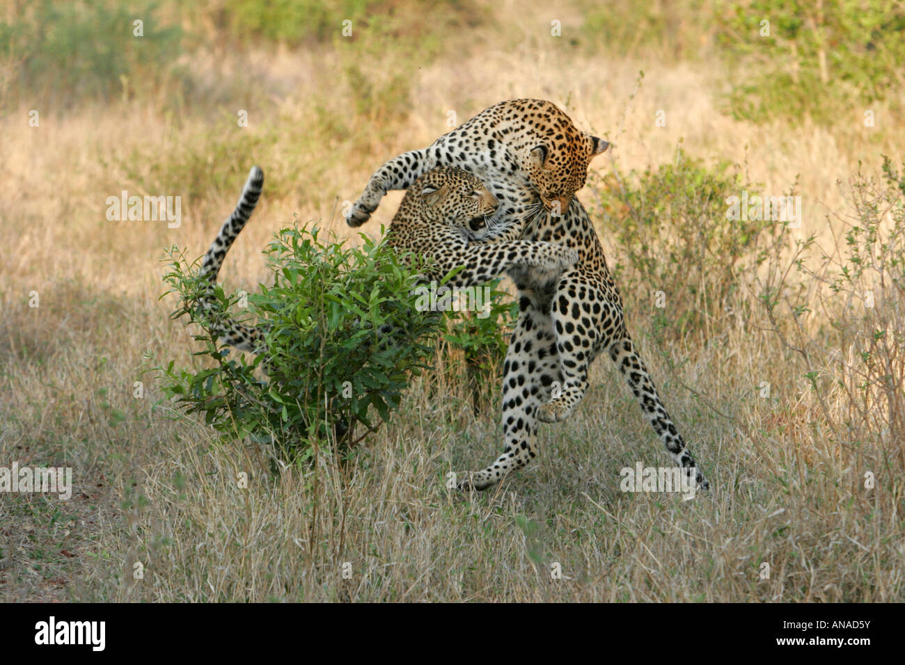 Leopard youngsters play fighting Stock Photo - Alamy
