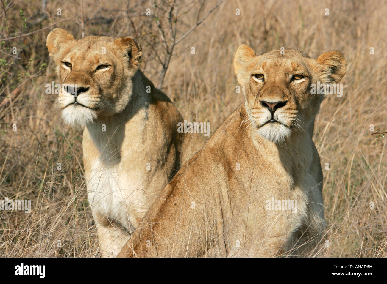 Two lionesses sitting side by side in dry bushveld grass Stock Photo ...