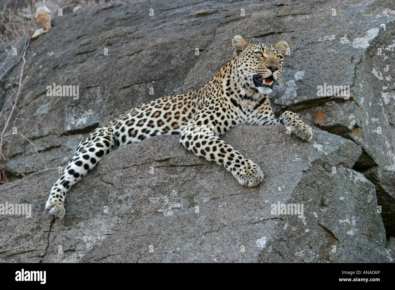 Leopard lying on a rock Stock Photo - Alamy