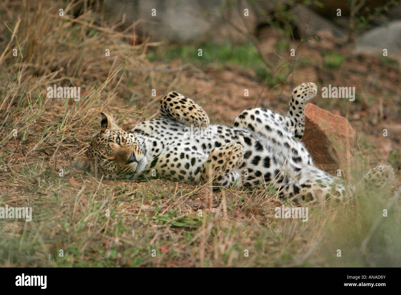 Leopard cub rolling on its back Stock Photo - Alamy