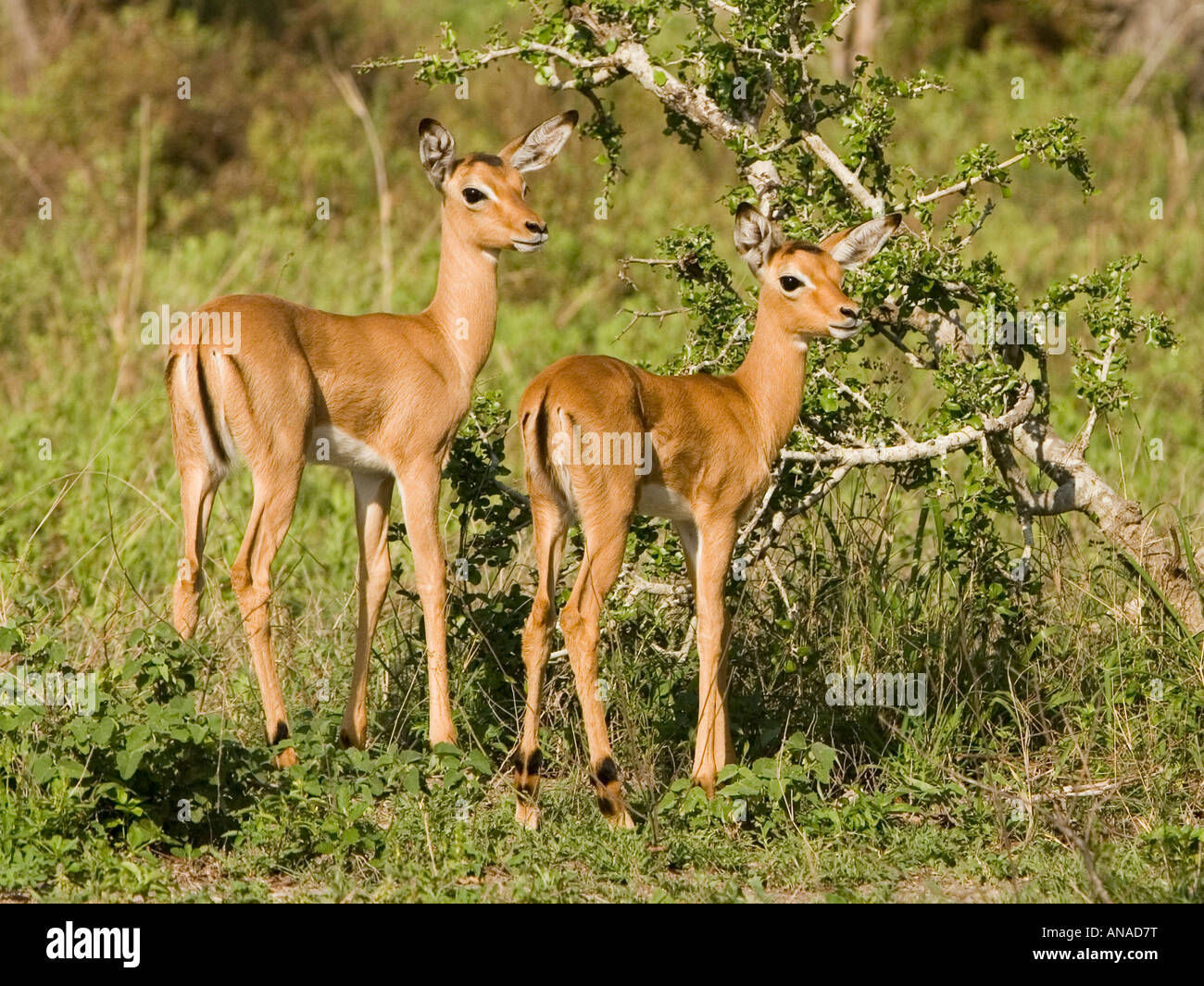 Two impala foals looking alert Stock Photo - Alamy