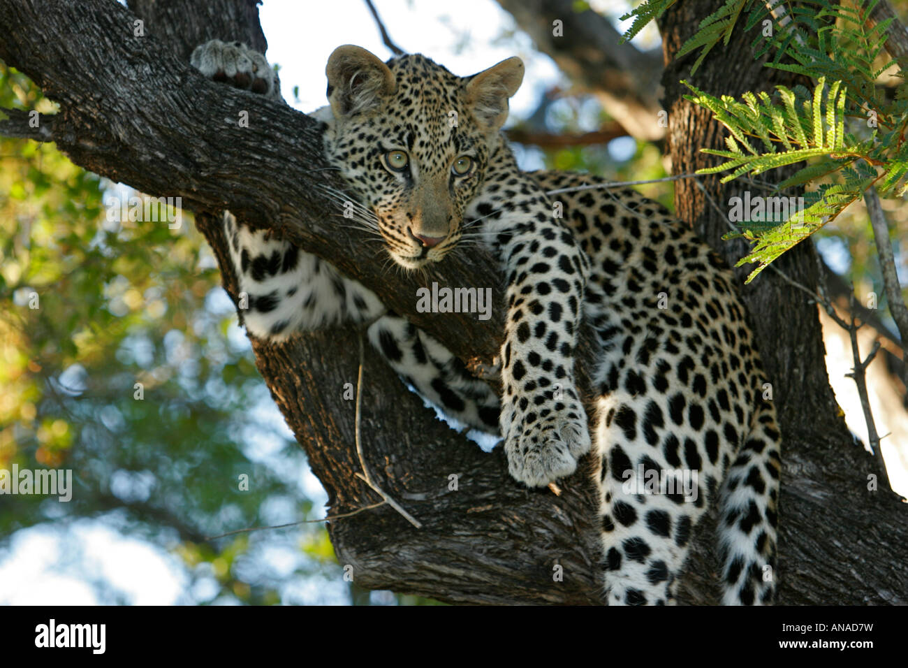 Leopard cub lazing in a tree Stock Photo - Alamy