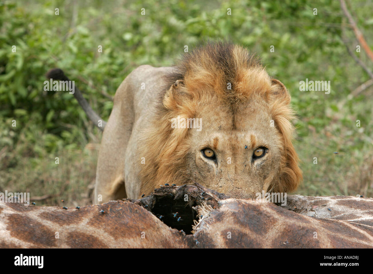 Lion Eating Giraffe Zoo
