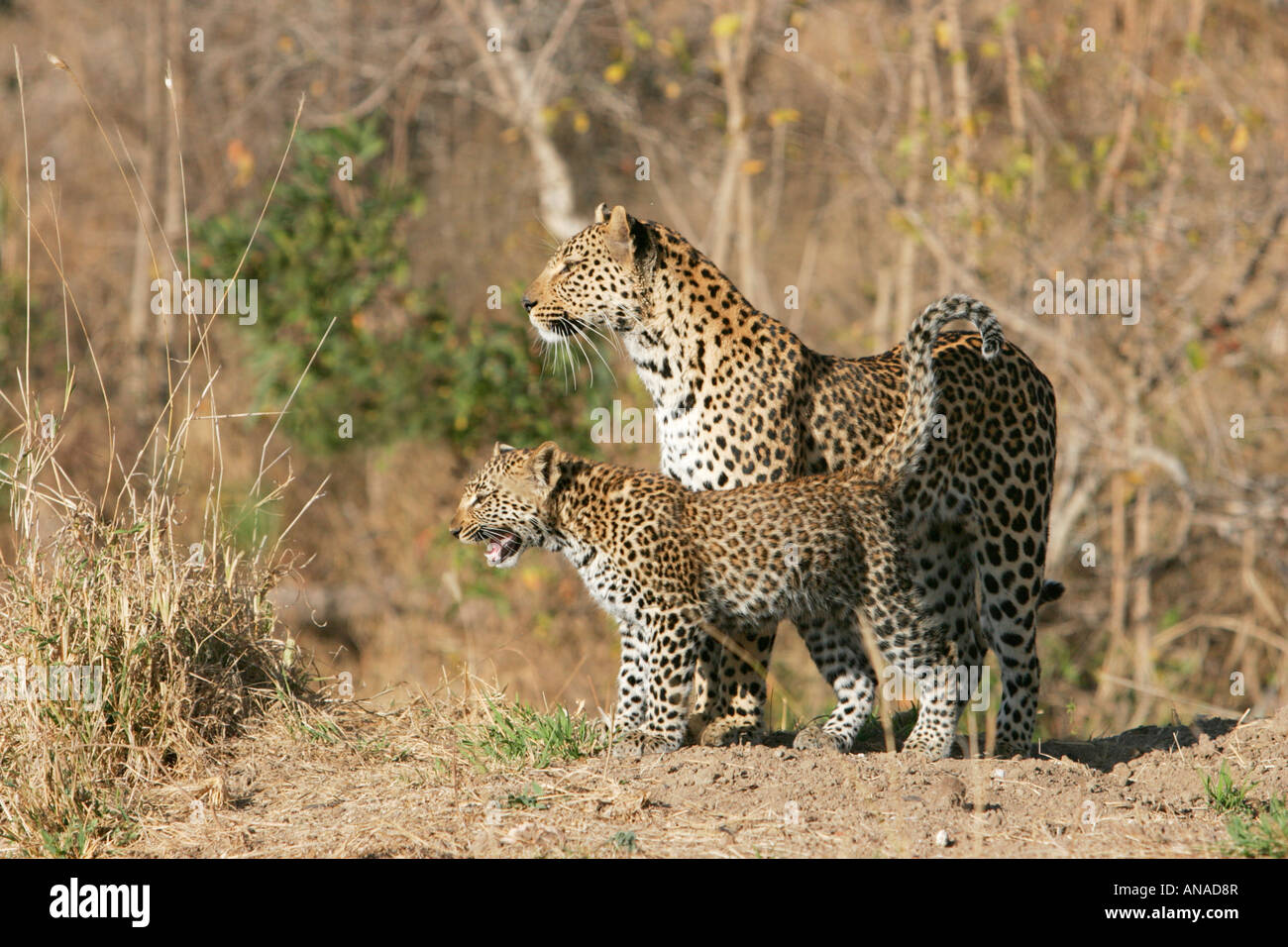 Leopard and cub standing next to one another - cub with its tail raised ...