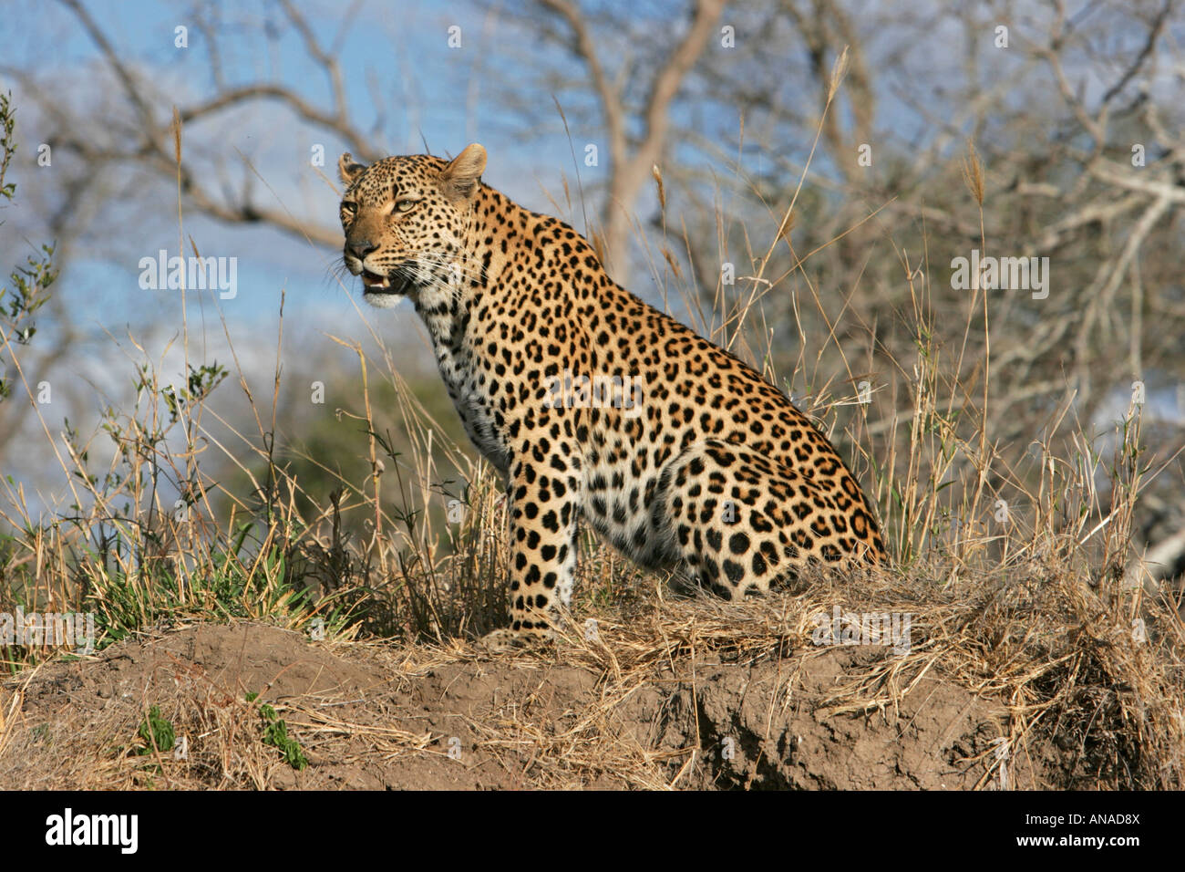 Leopard resting in dry bushveld environment Stock Photo - Alamy