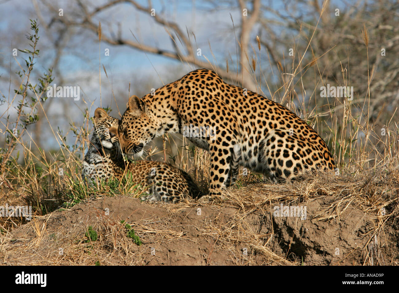 Leopard cub camouflage hi-res stock photography and images - Alamy
