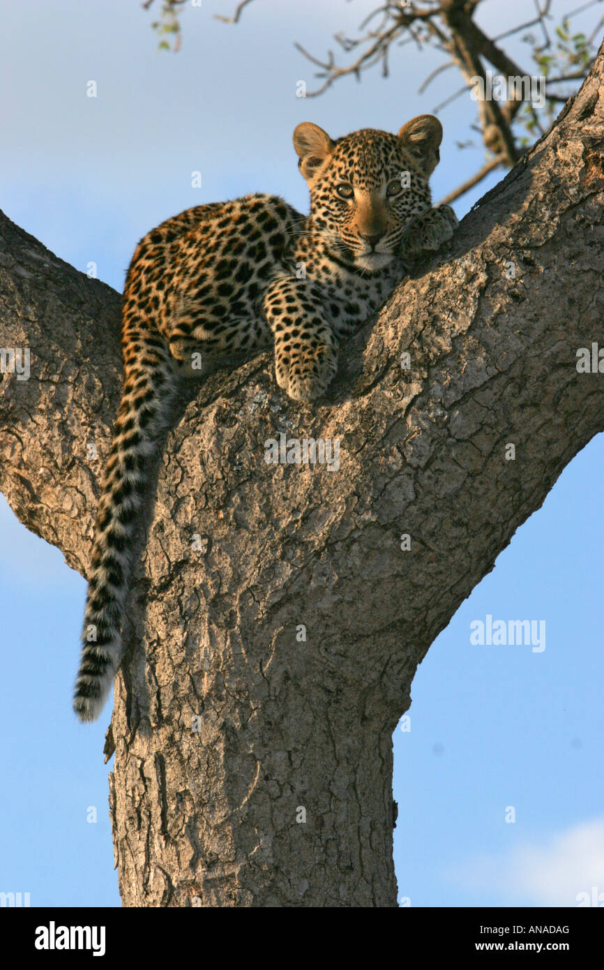 Leopard cub in fork tree hi-res stock photography and images - Alamy