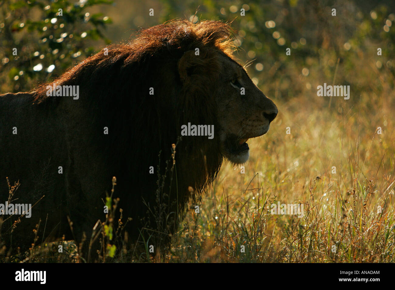 Late male hi-res stock photography and images - Alamy