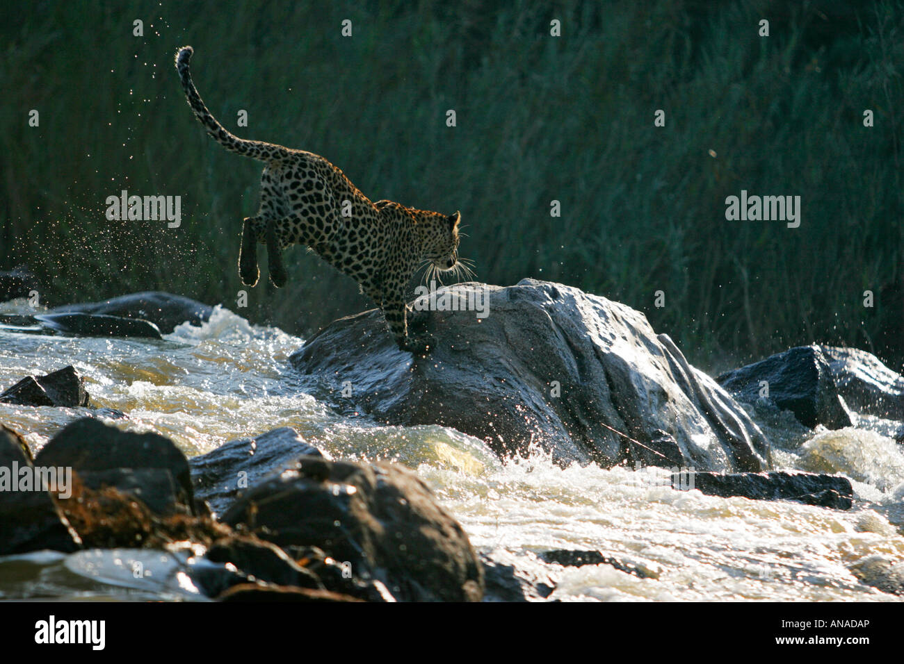 African leopard jump hi-res stock photography and images - Alamy