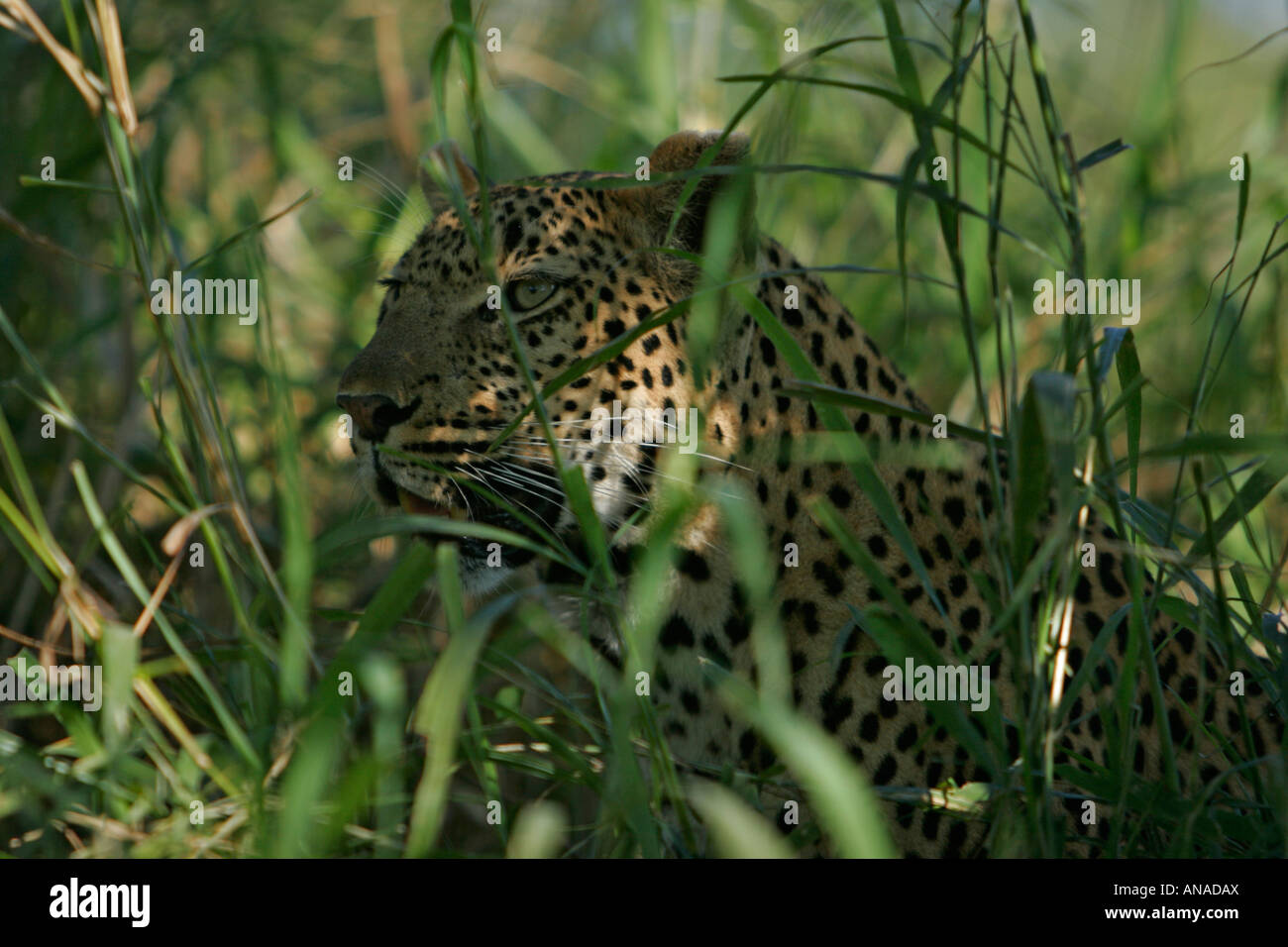 Leopard concealed in thick green grass Stock Photo - Alamy
