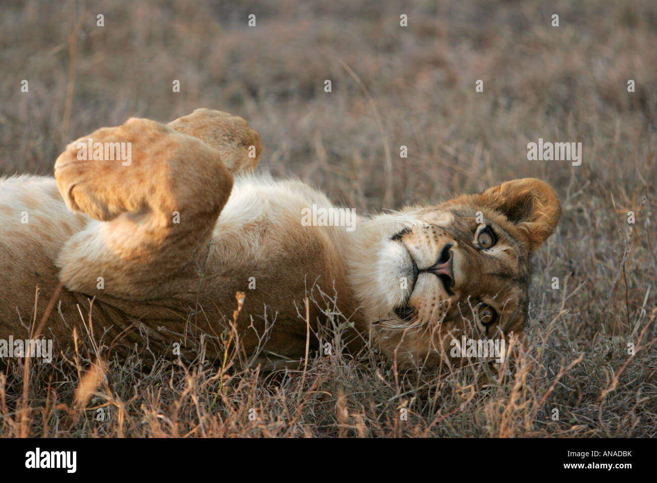 Side view of Lion cub lying on its back Stock Photo - Alamy