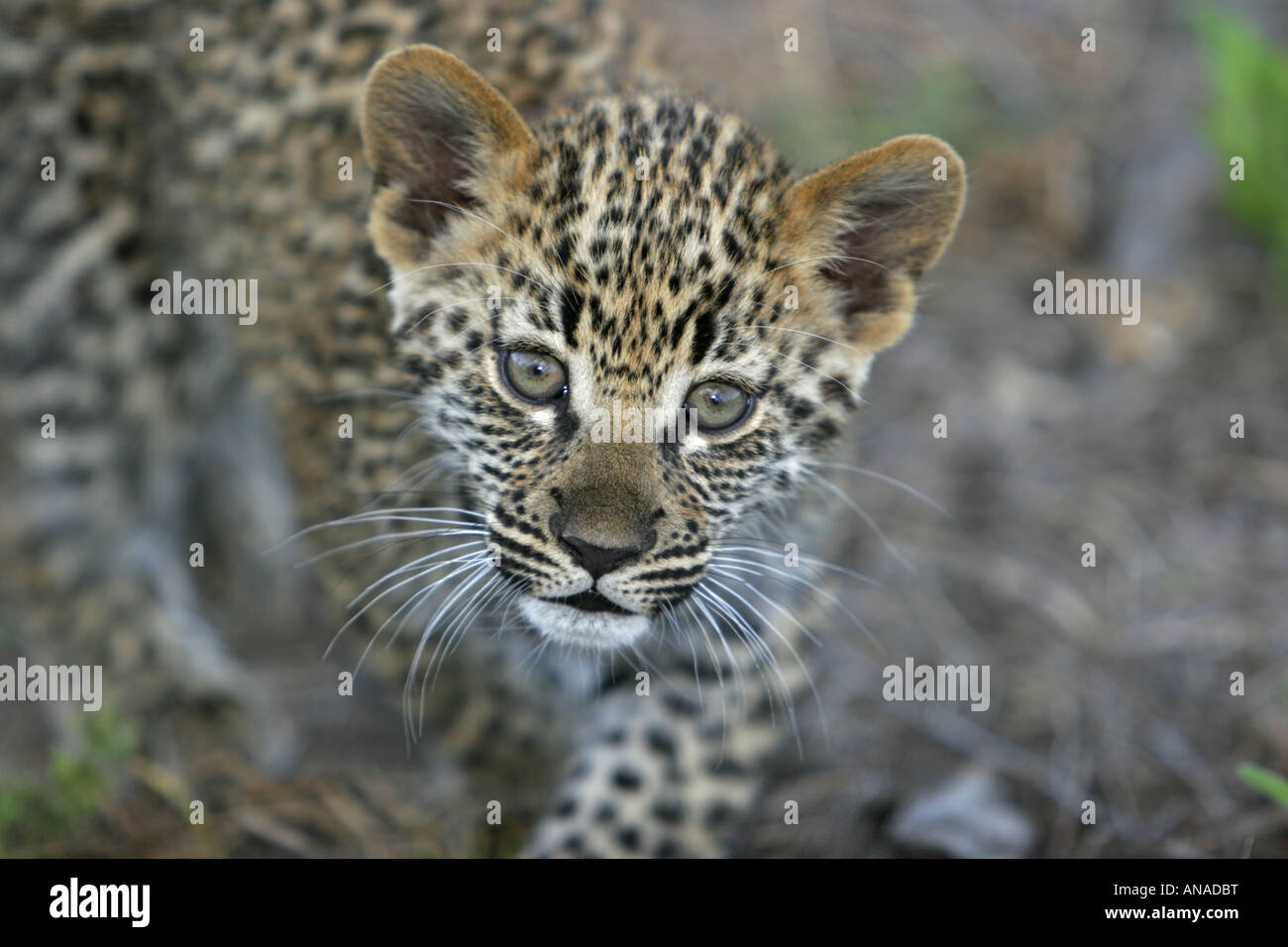 Curious leopard cub hi-res stock photography and images - Alamy