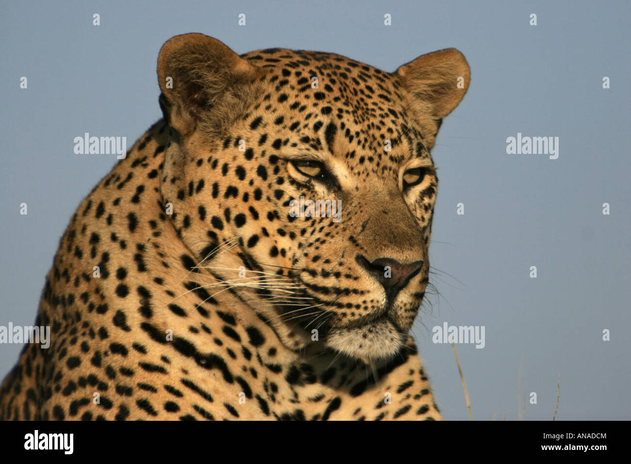 Portrait of a large male leopard Stock Photo - Alamy