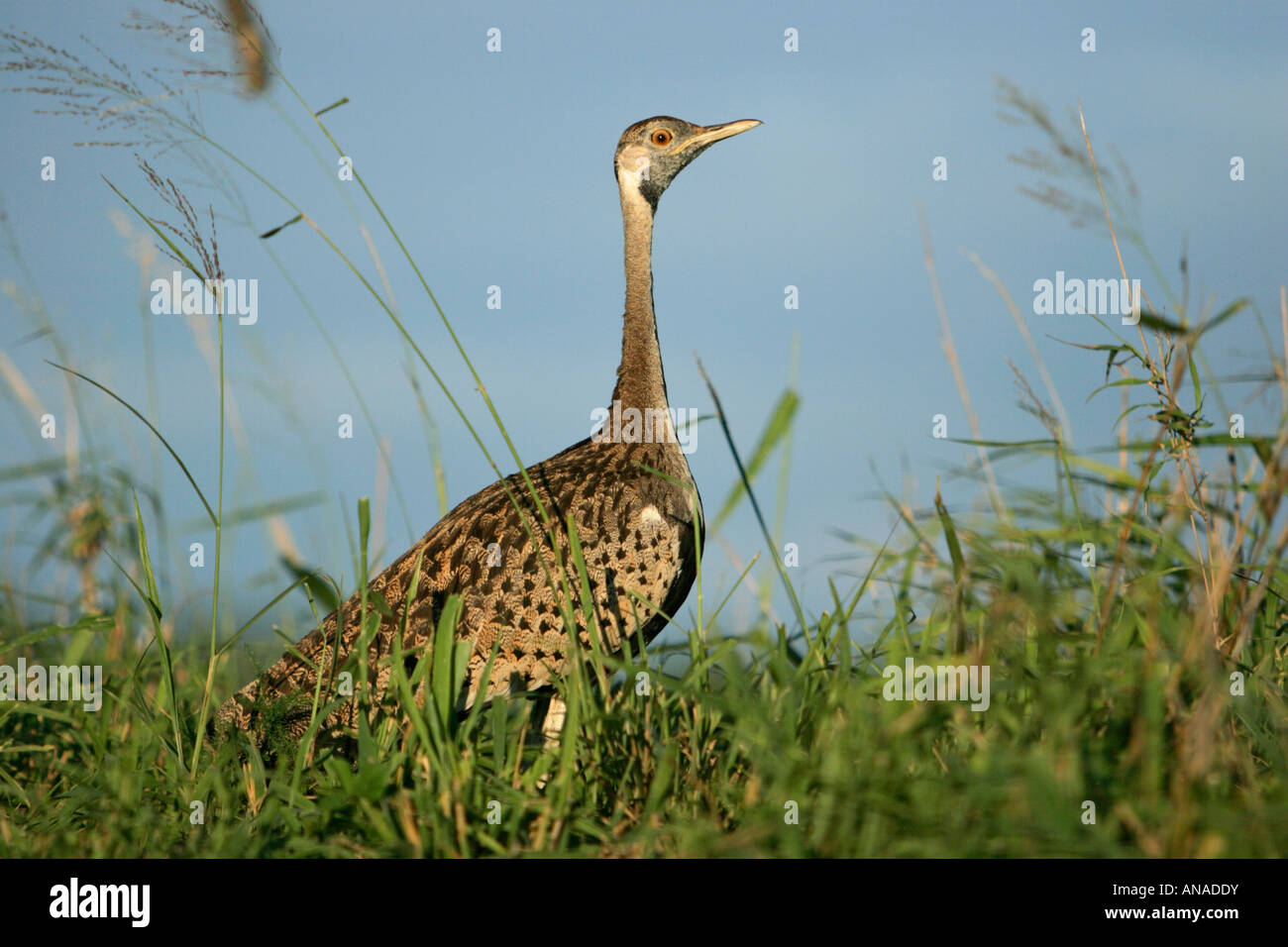 Black bellied bustard hi-res stock photography and images - Alamy