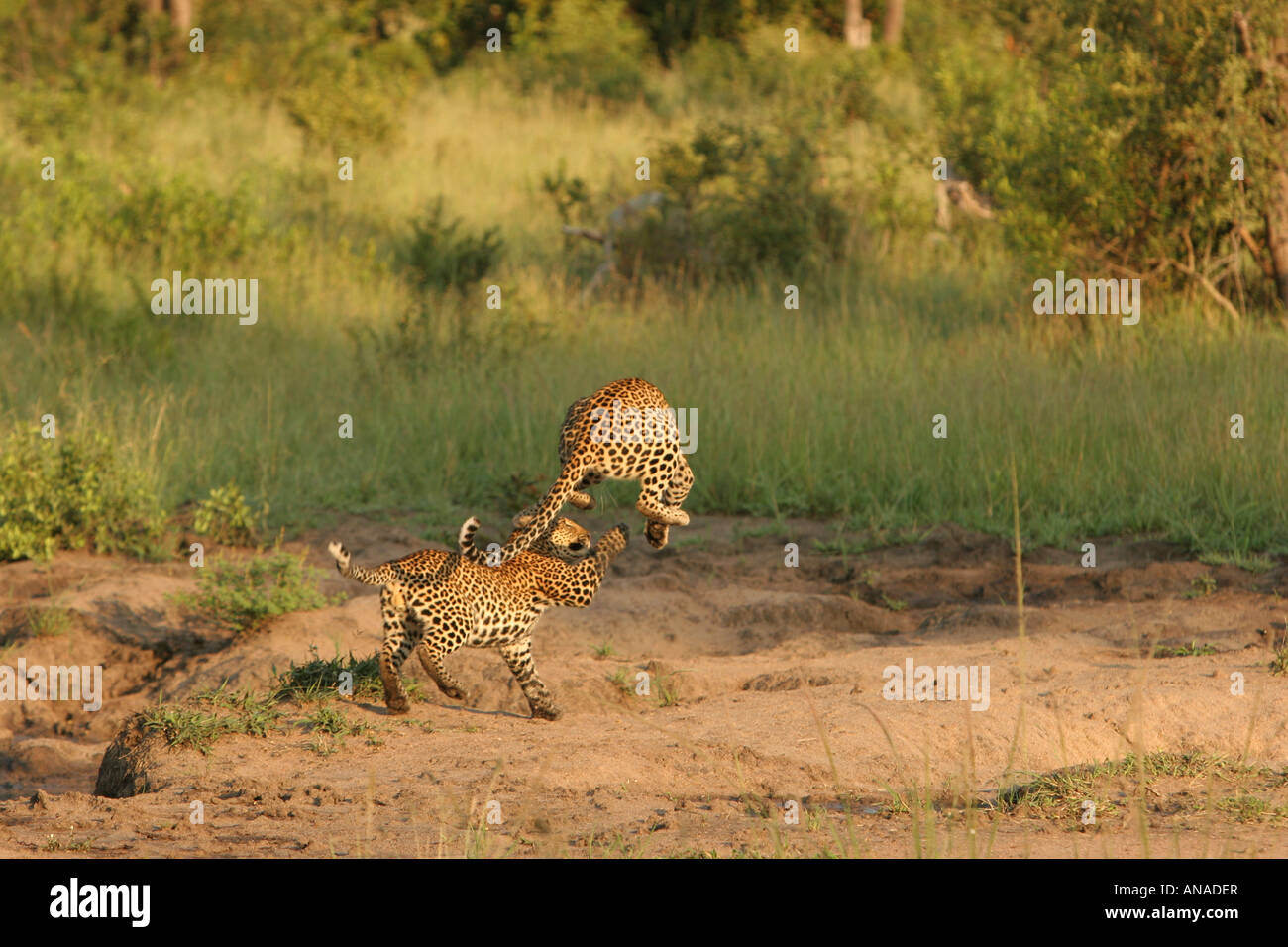 African leopard jump hi-res stock photography and images - Alamy