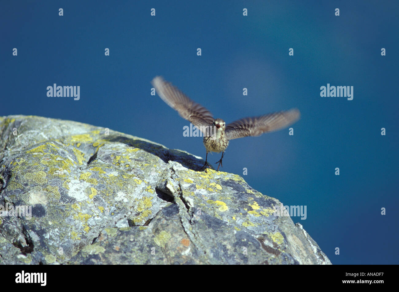 Hermit thrush bird flying hi-res stock photography and images - Alamy