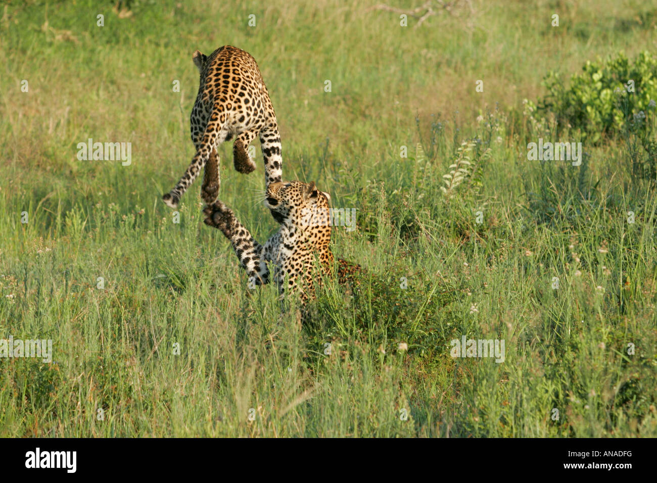 Leopard youngsters at play, with one leaping over the other Stock Photo ...