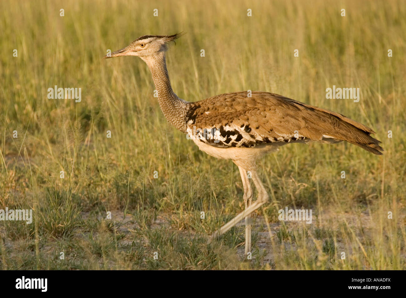 Kori Bustard (Ardeotis Kori) in the Kalahari Stock Photo - Alamy