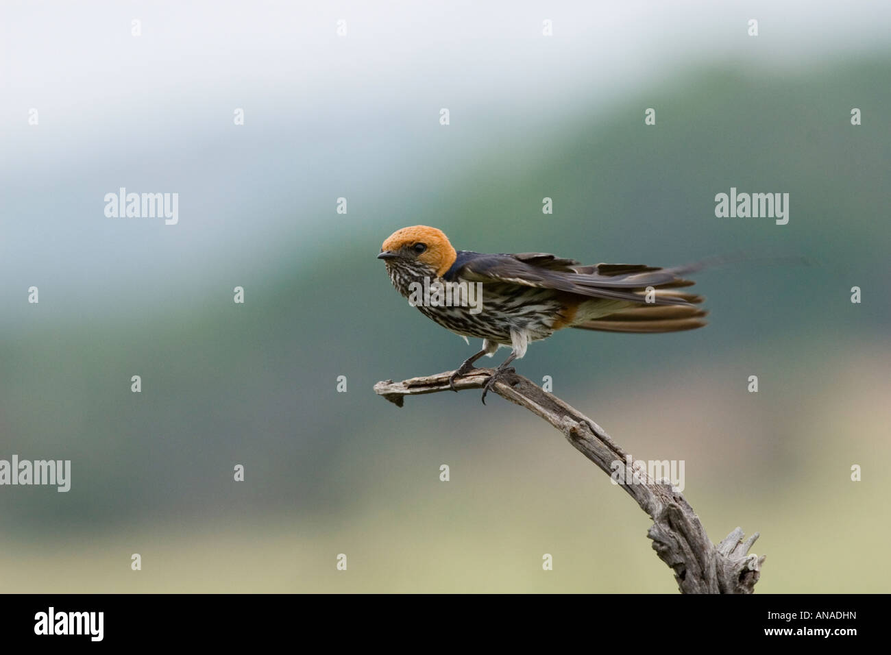 Striped swallow hi-res stock photography and images - Alamy