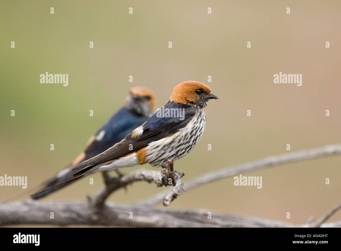 African swallows hi-res stock photography and images - Alamy