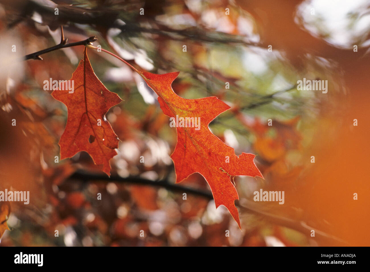 Pin oak (Quercus palustris Stock Photo - Alamy