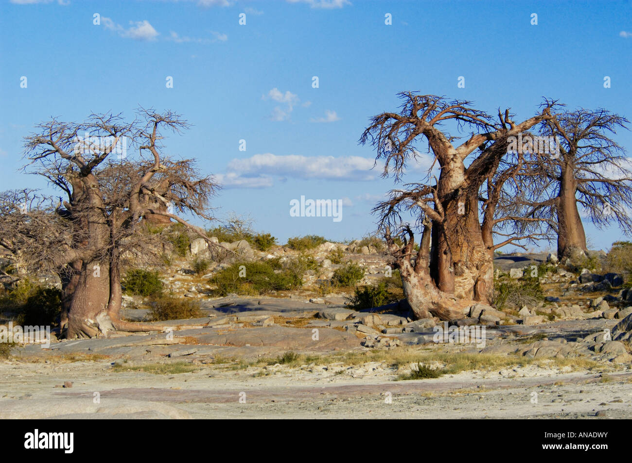Scenic view of Baobab trees on Kubu Island Stock Photo - Alamy