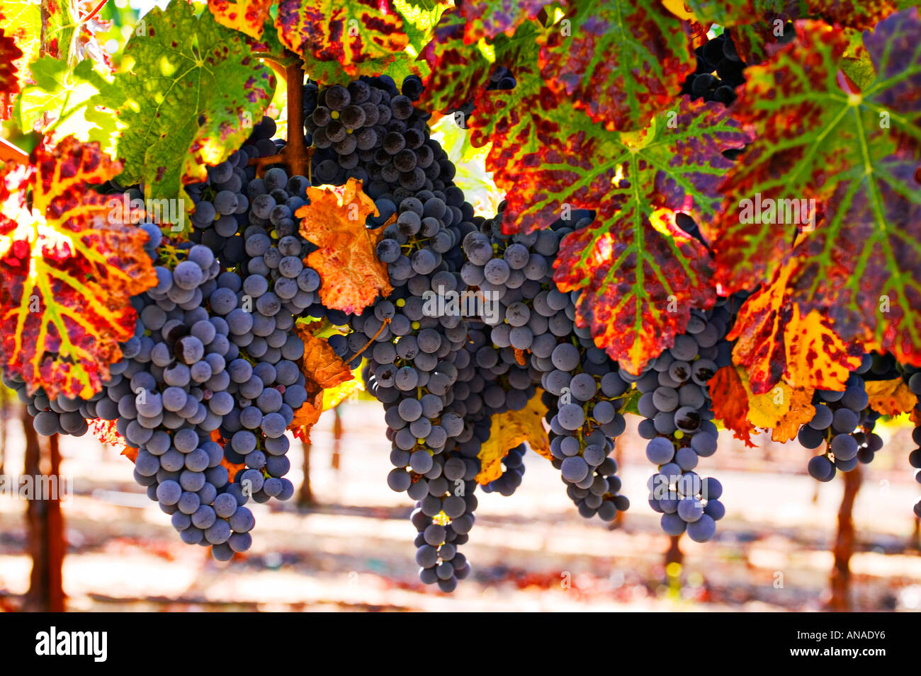 Autumn grapes in vineyard Sonoma California Stock Photo - Alamy