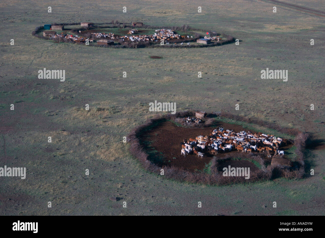 Aerial view of Maasai manyatta with cattle Stock Photo - Alamy