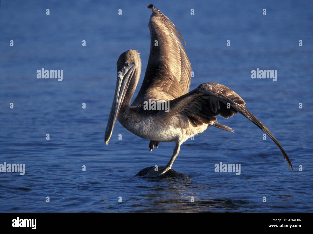 Brown Pelican pelecanus occidentalis standing on one leg on rock wings ...