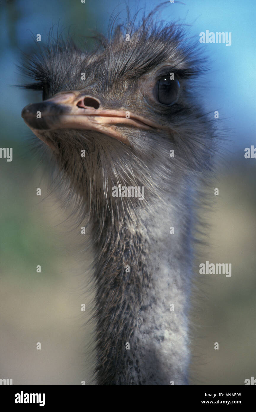 Head of Emu captive in Baja California Mexico Stock Photo - Alamy