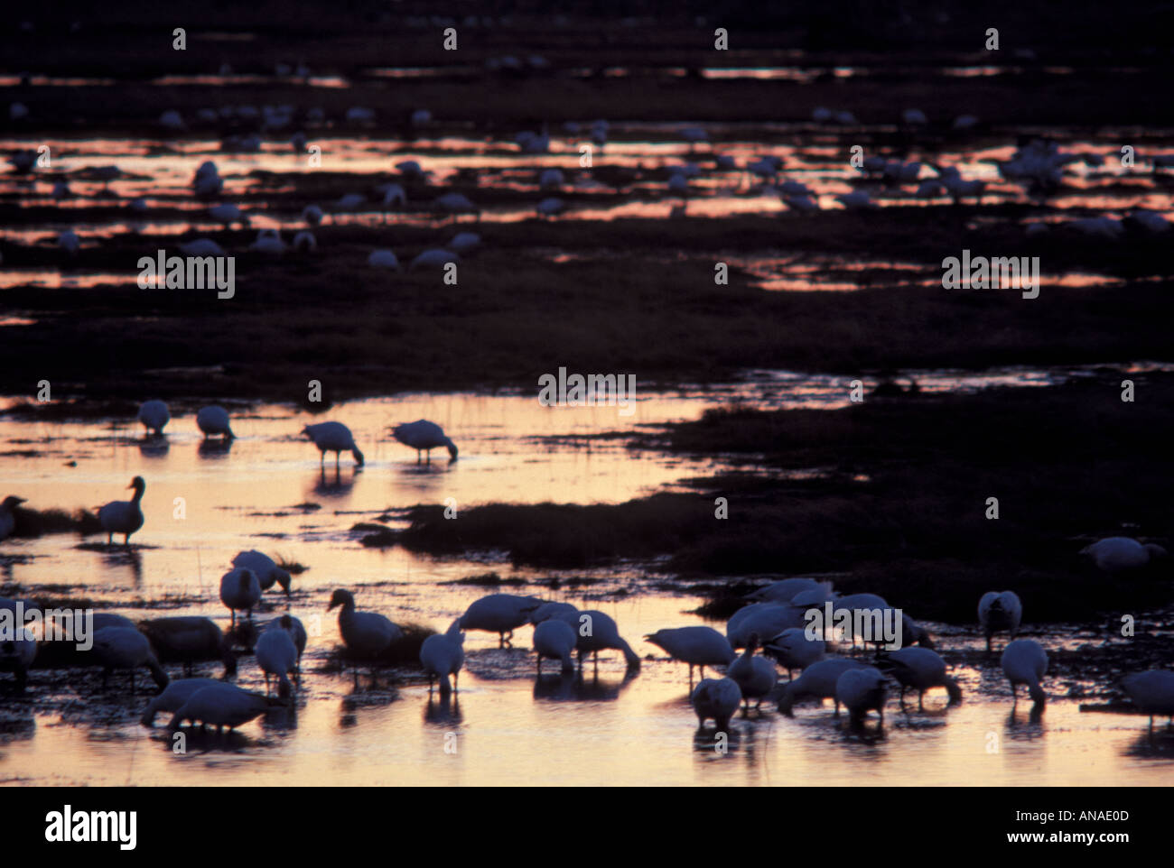 Snow geese Chen hyperborea feeding at sunset in Kenai River Delta Kenai ...