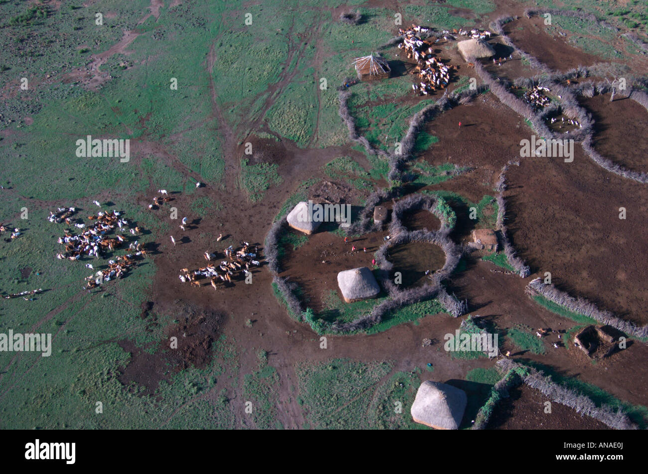 Maasai manyatta with cattle hi-res stock photography and images - Alamy