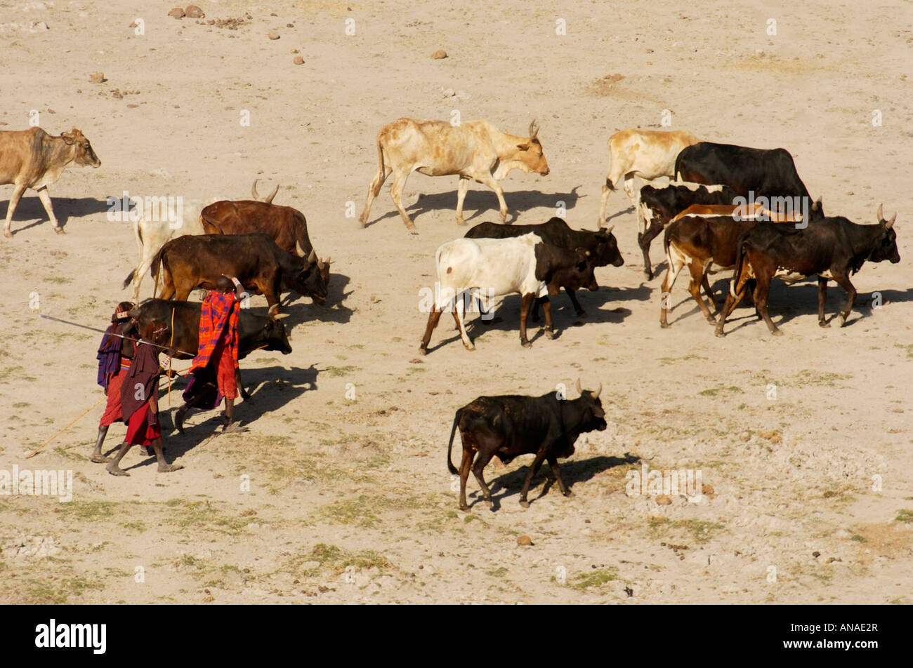 Maasai with cattle Stock Photo - Alamy
