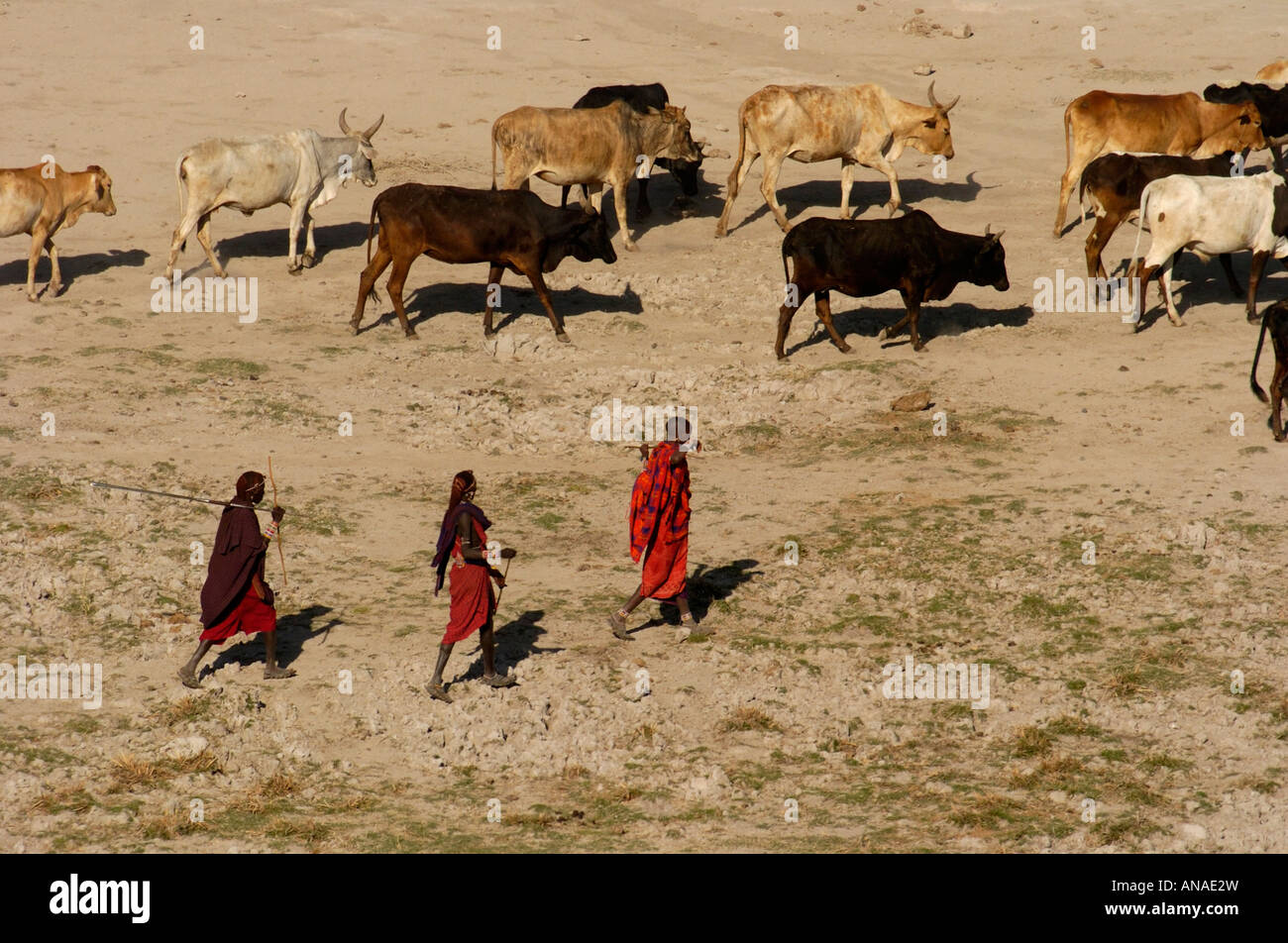 Maasai with cattle Stock Photo - Alamy