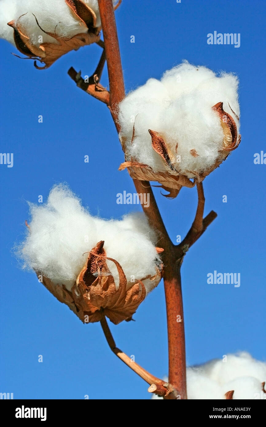 Gossypium sp hi-res stock photography and images - Alamy