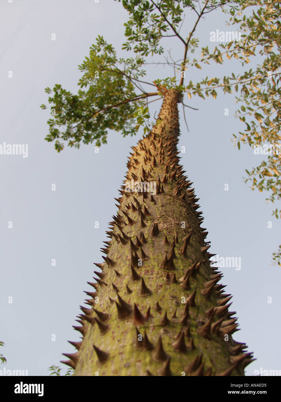 Spanish Spikey Tree Stock Photo - Alamy