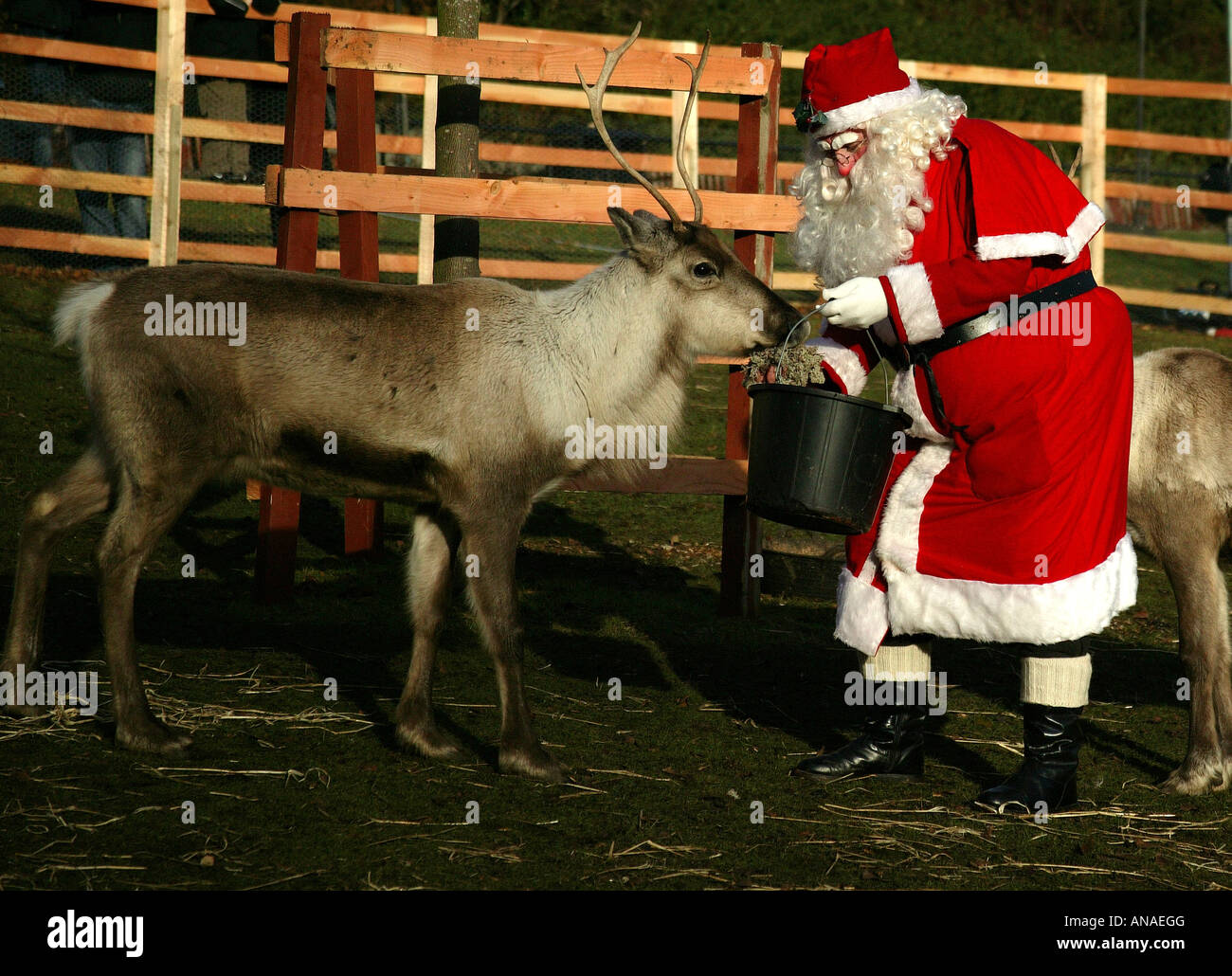 Santa claus feeding reindeer hi-res stock photography and images - Alamy