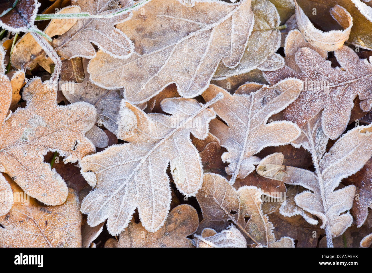 Frozen Oak leaves Stock Photo - Alamy