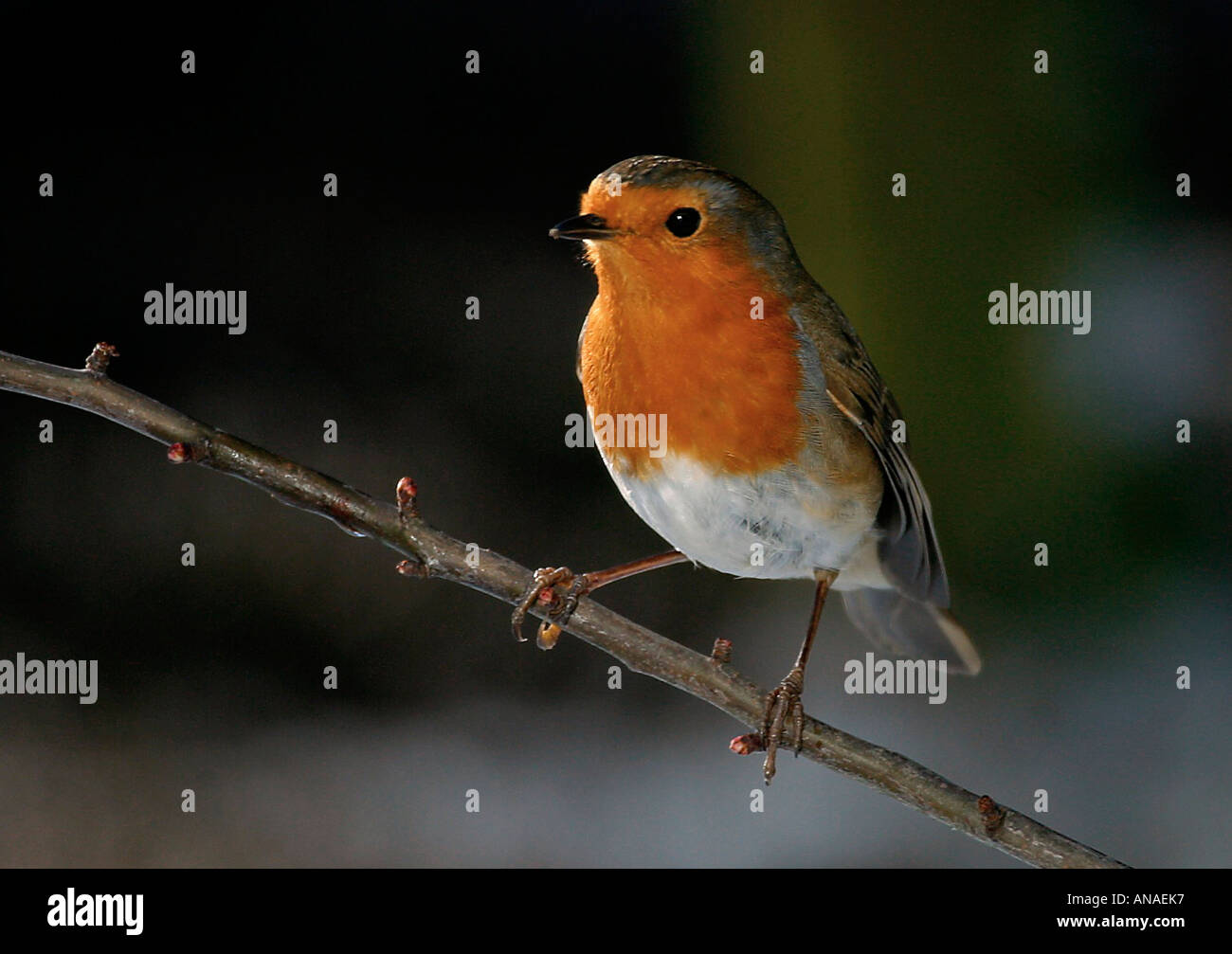 Redbreasted hi-res stock photography and images - Alamy