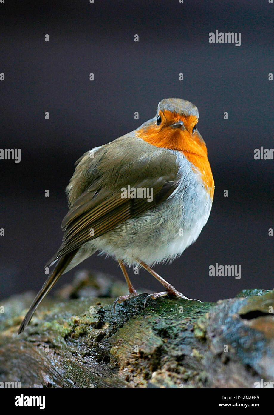 Redbreasted bird hi-res stock photography and images - Alamy