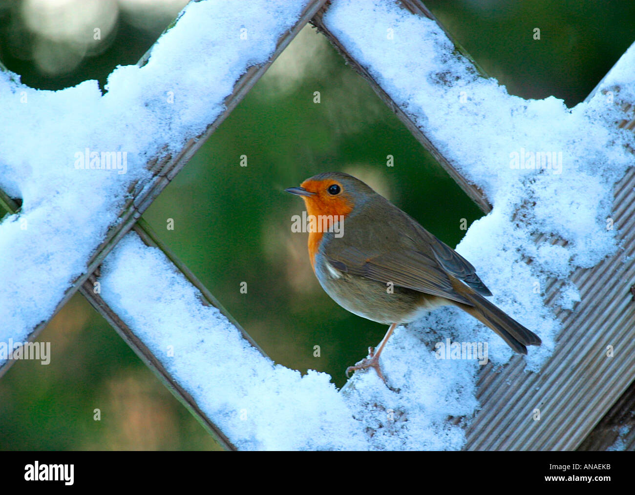 Redbreasted hi-res stock photography and images - Alamy