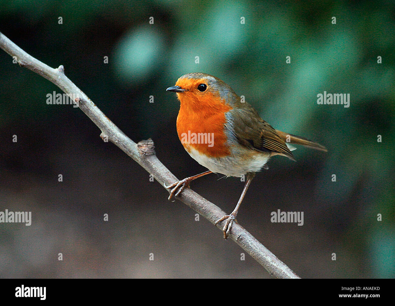 Redbreasted hi-res stock photography and images - Alamy